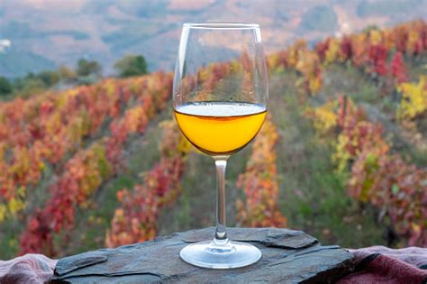 포르투갈의 와인 지역 인 도우로 밸리 에서 생산된 포르투갈 화이트 드라이 와인 한 잔과 가을의 배경에 오래된 계단식 포도원 0명에 대한 스톡 사진 및 기타 이미지 Istock