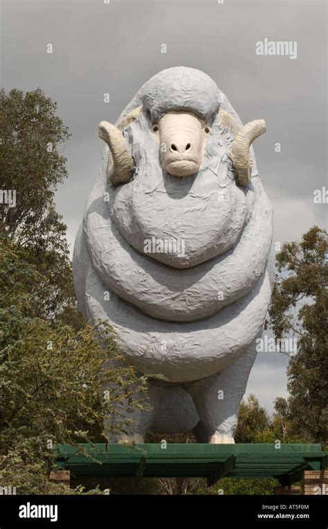 Giant Ram At Wagin Southern Wheatbelt Region Of Western Australia