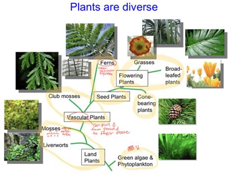 Bio L14 Flashcards Quizlet