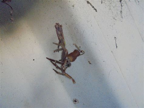 Spider Shell By Luke3468 On Deviantart