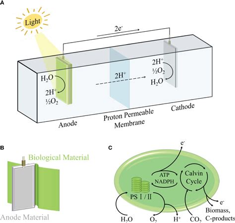 Frontiers Life In Biophotovoltaics Systems