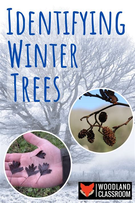 Identify Trees In Winter Free Course