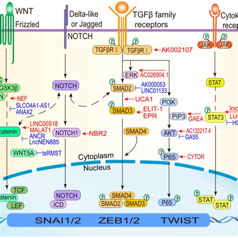 lncrna functions a lncrnas can bind dna rna and protein molecules