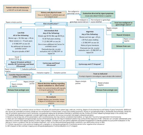 Microhematuria Diagnosis And Management Algorithm Microhematuria