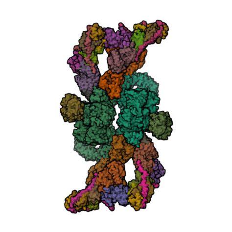 Rcsb Pdb 7uxh Cryo Em Structure Of The Mtorc1 Tfeb Rag Ragulator Complex