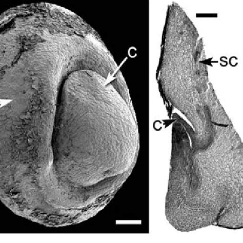 Pdf Reproductive Morphology Of The Early Divergent Grass Streptochaeta And Its Bearing On The