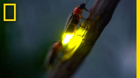 Which Lightning Bugs Light Up Male Or Female Quick Answer Ecurrencythailand Com
