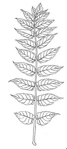 Tree Of Heaven Colorado Master Gardener