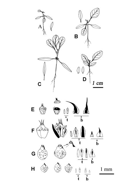Seedlings Of A Amaranthus Blitum Subsp Emarginatus B A Blitum Download Scientific Diagram