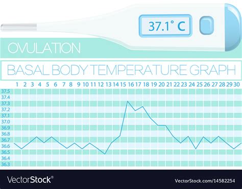Basal Body Temperature Woman Ovulation Royalty Free Vector