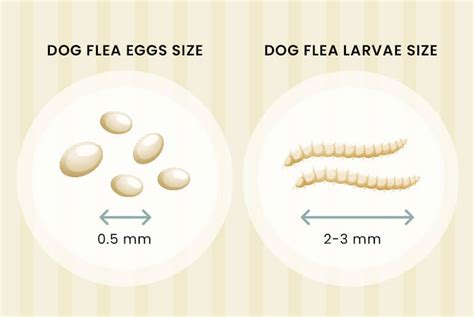 Flea Eggs Key Questions To Spot Remove And Prevent An Infestation CanadaPetCare Blog