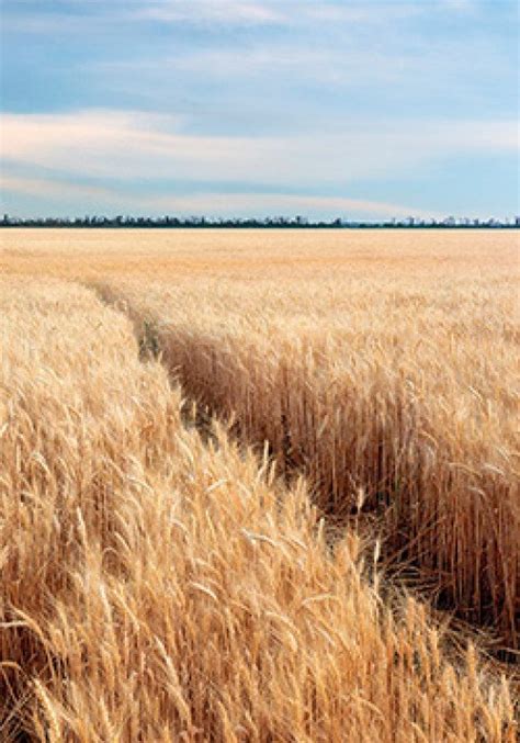 Хиалуронова киселина ползи за кожата The Body Shop