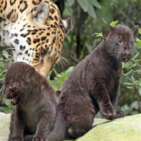 Remarkable Journey Of A Mother Jaguar And Her Unique Black Cubs