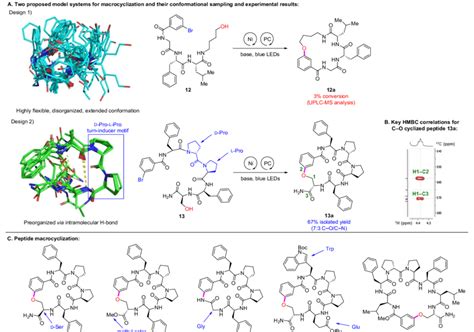 Macrocyclization Of Peptides With A β Hairpin Motif Design 2 Via