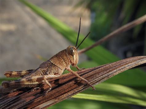 Premium Photo Close Up Of Grasshopper On Wood