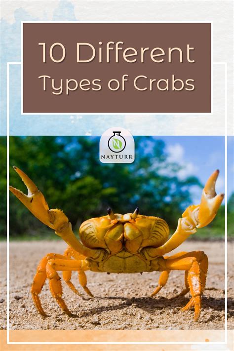10 Different Types Of Crabs Nayturr