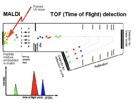 Maldi Tof Spectroscopy Flashcards Quizlet
