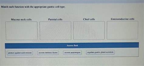 Solved Match Cach Function With The Appropriate Gastric Cell