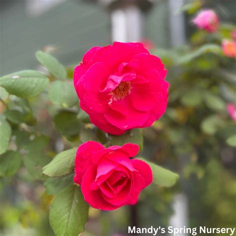 Winnipeg Parks Rose Tree Form Rosa Mandy Spring Farm Nursery Inc
