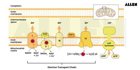Electron Transport System And Oxidative Phosphorylation
