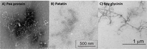 Modification And Assembly Of Amyloid Like Aggregates Into Higher