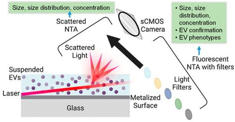 Nanoparticle Tracking Analysis An Effective Tool To Characterize Extracellular Vesicles