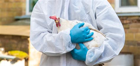 Bird Flu Biosecurity Measures To Be Lifted North And South Agrilandie