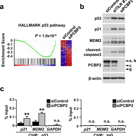 Pcbp2 Represses P53 Transcriptional Response A Gene Set Enrichment