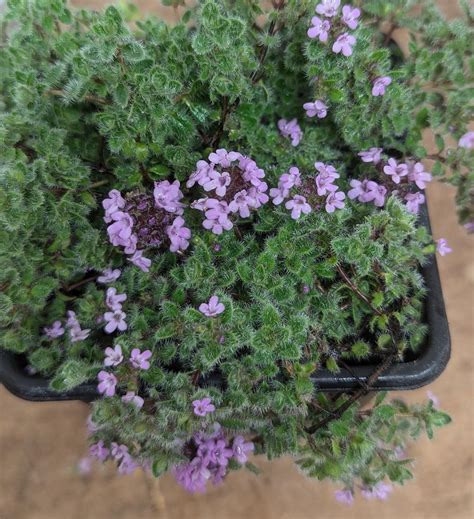 Buy Thymus Lanuginosus Woolly Thyme From Shire Plants