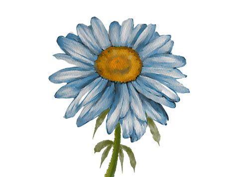 Watercolor Daisy Flower Png