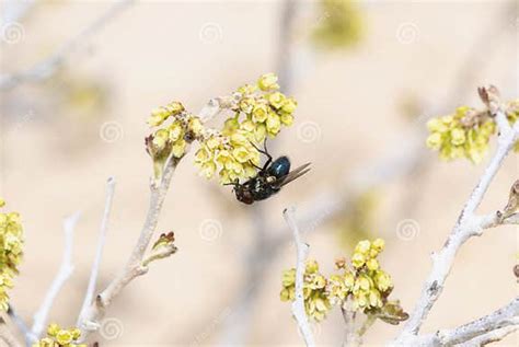 Black Blow Fly Phormia Regina On Branch In Colorado Stock Image Image Of Wildlife Regina