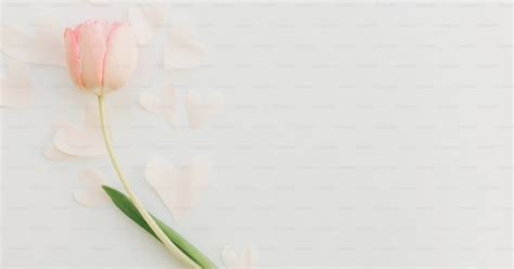 부드러운 하트가 평평한 분홍색 튤립 하나가 흰색 배경에 놓여 있으며 텍스트를 위한 공간입니다 세련 된 봄 이미지입니다 행복한 여성의 날 꽃 인사말 카드 모형입니다