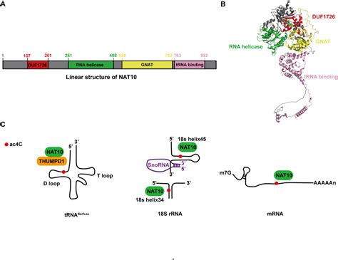 Frontiers Research Progress On Nat10 Mediated Acetylation In Normal