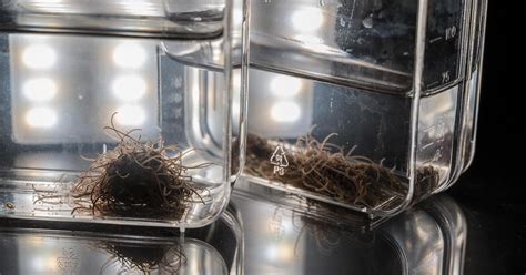 Researchers Develop Alien Inspired Robotic Worm Blob Swarms Ie Researchers Develop Alien Inspired Robotic Worm Blob Swarms Ie