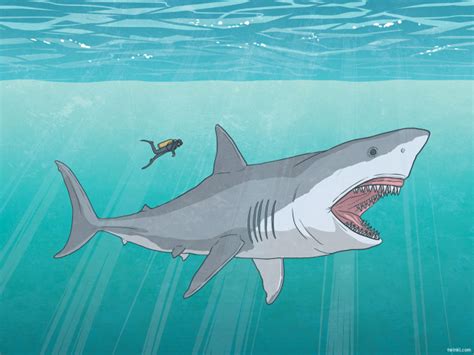 First Ever Undisturbed Megalodon Tooth Discovered Twinkl NewsRoom