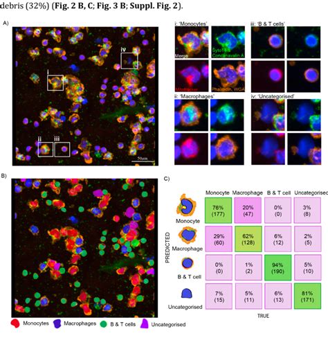 Cell Classes Based On Morphology By Expert Annotations A Examples Of Download Scientific