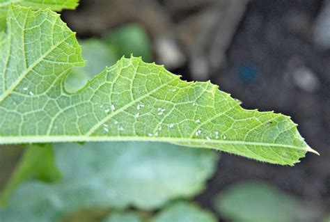 What Are Those Tiny White Bugs On Plants 4 Likely Pests