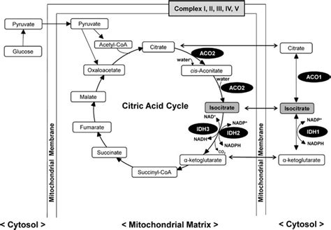 Cerebrospinal Fluid Metabolomics Identifies A Key Role Of Isocitrate Dehydrogenase In Bipolar