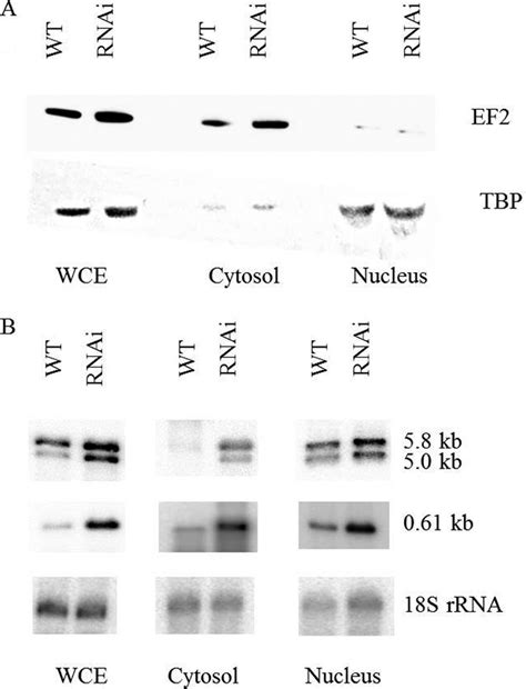 Loss Of L5 Leads To Nuclear Export Of Rrna Processing Intermediates
