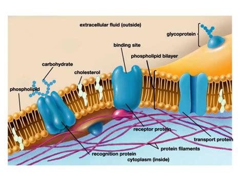 Cellular Membrane Function Biological Science Picture Directory