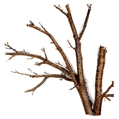 Download Bare Tree Branch Png Sms Wallpapers Com
