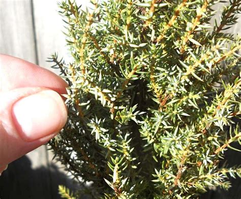 Dwarf Junipers