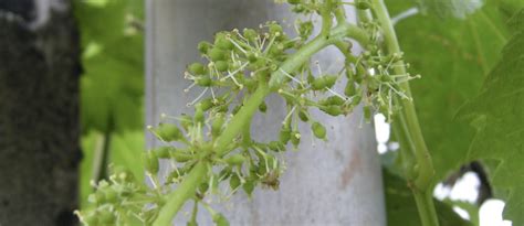 ぶどうの花が満開です Clecy