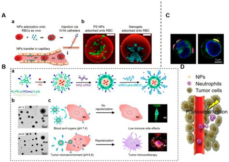 Bioinspired And Biomimetic Nanomedicines For Targeted Cancer Therapy Pmc