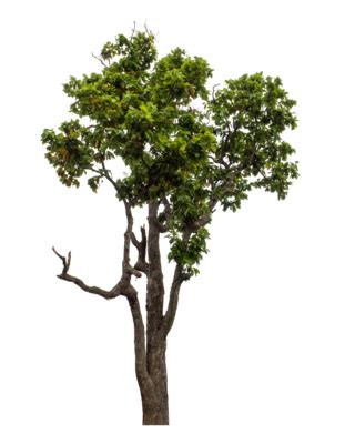 Realistic Tree PNGs For Free Download Realistic Tree PNGs For Free Download