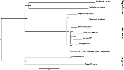 Phylogenetic Relationships Based On Complete Chloroplast Genome Download Scientific Diagram