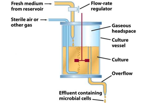 Continuous And Semi Continuous Fermentation Microbiology Class