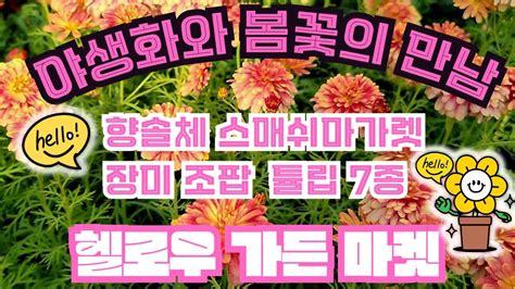 헬로우가든마켓🌳향솔체블루쥬얼스무늬백화등파라솔버베나스매쉬목마가렛풍차스파이더 오스테오스펄멈무늬삭소롬이끼용담아젤리아켈리장미조팝바르셀로나뷰티튤립블러싱아펠돈튤립