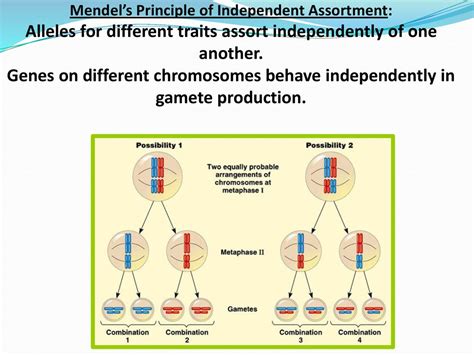 genetics ppt download