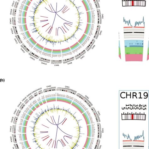 A Genomic Deletion In Chromosome 19 Was Detected In Two Hcm Patients Download Scientific